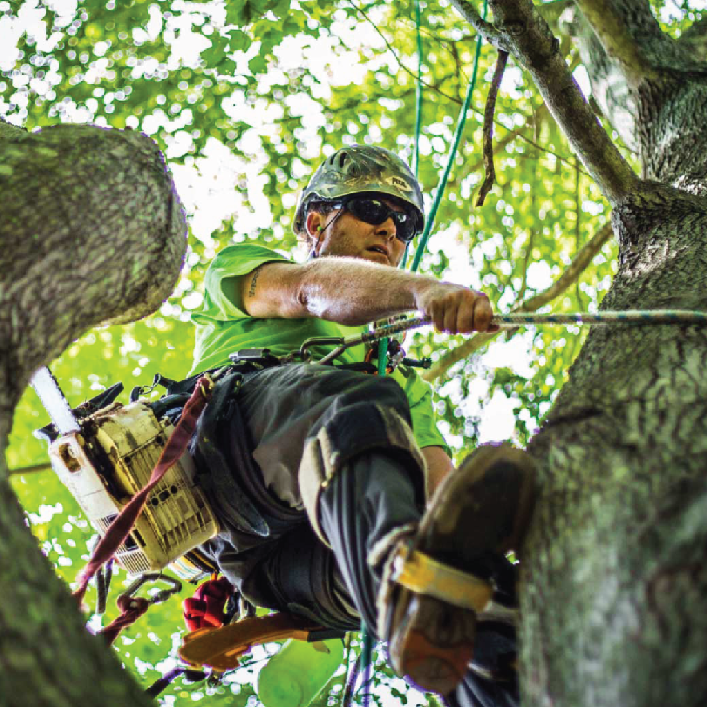 Tree Care Service - Top Rated | Atascocita TX Tree Service